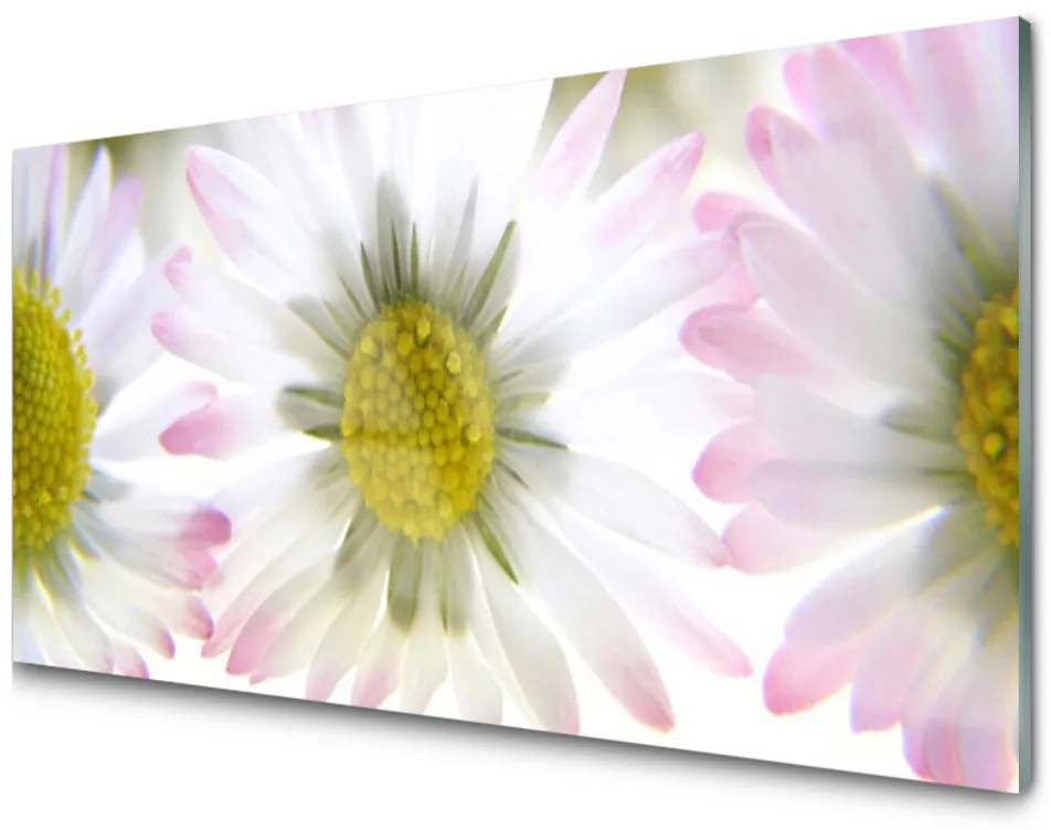 Obraz na skle Sedmikráska Rostlina Příroda