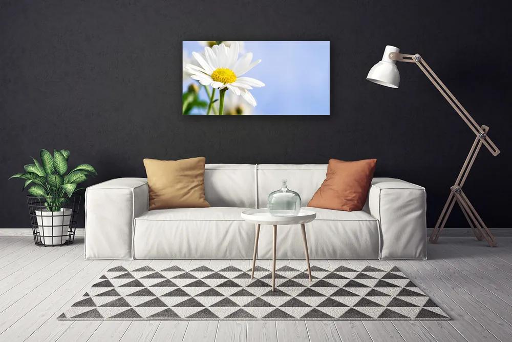 Obraz na plátně Sedmikráska Rostlina Příroda 120x60 cm