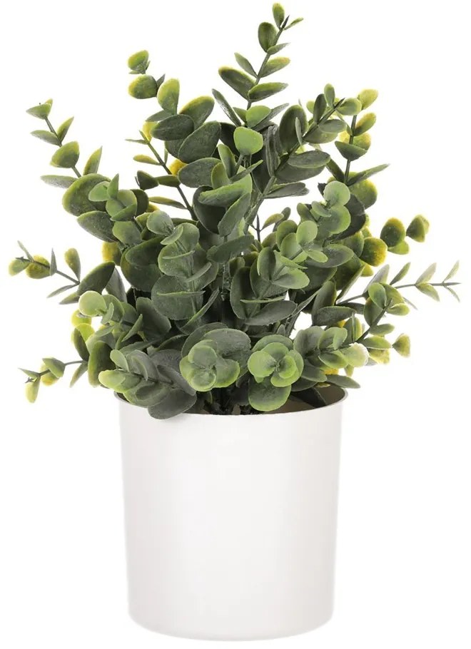 Buxus v obalu, bílý plastový obal SG7331