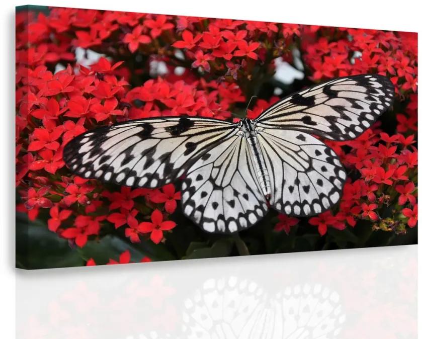 Obraz motýl na květech Velikost (šířka x výška): 90x60 cm