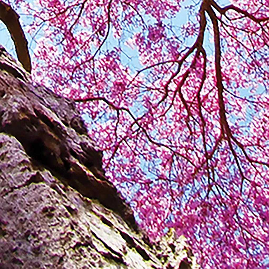 Malvis ® Tapeta Rozkvetlý strom s růžovými květy Vel. (šířka x výška): 216 x 140 cm