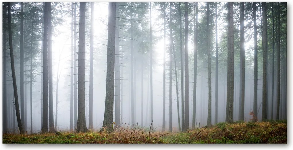 Foto obraz akrylové sklo Mlha v lese