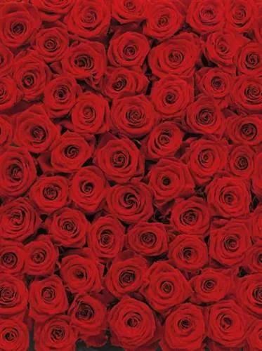 Fototapeta červené růže, rozměr 194 cm x 270 cm, fototapety Komar 4-077