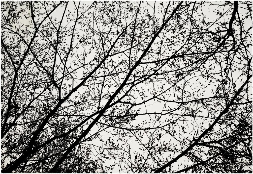 Tutumi Koberec Nature 4D černé stromy | BIANO