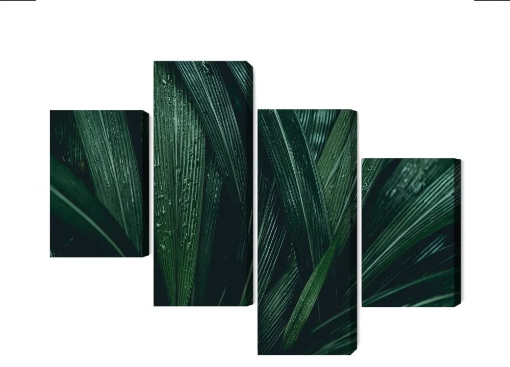 Vícedílný obraz Tmavě Zelené Listy Na Makro Stupnici Nedostatek Nedostatek Plátno Canvas 80x50