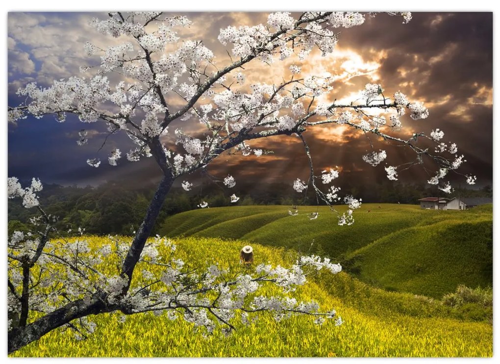 Skleněný obraz - Rozkvetlý strom v krajině (70x50 cm)
