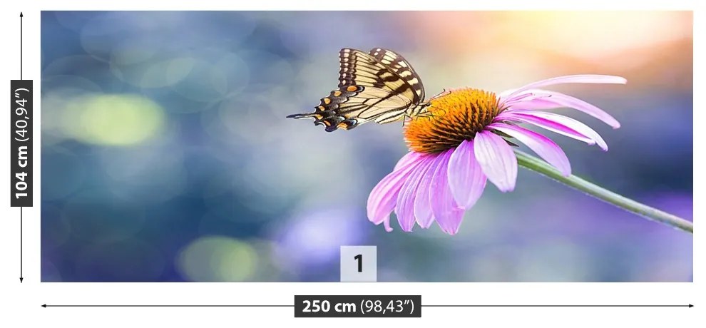 Fototapeta Echinacea Butterfly 104x70