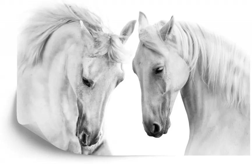 Fototapeta Dva Bílí Koně 3D Vliesová tapeta 90x60