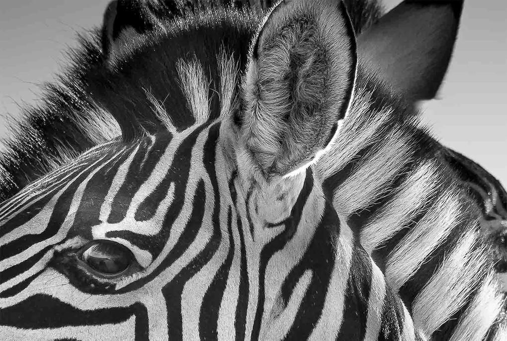 Černobílý obraz zebry Velikost (šířka x výška): 90x60 cm