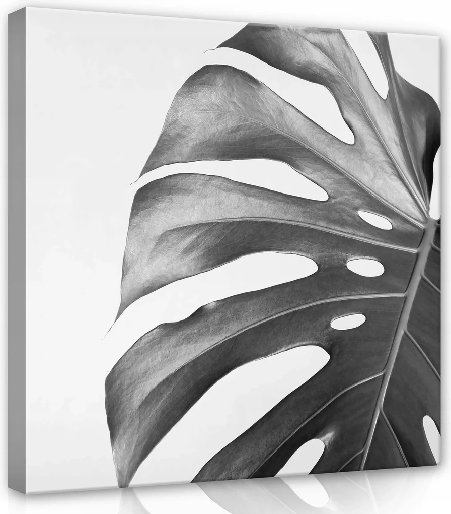 philodendron tropical Big Leaf Philodendron main image 0