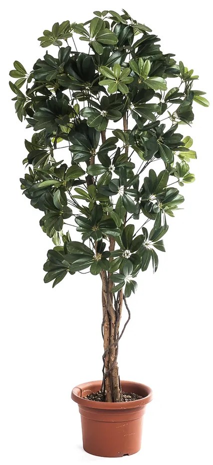 Strom schefflera, 140 cm, HTH