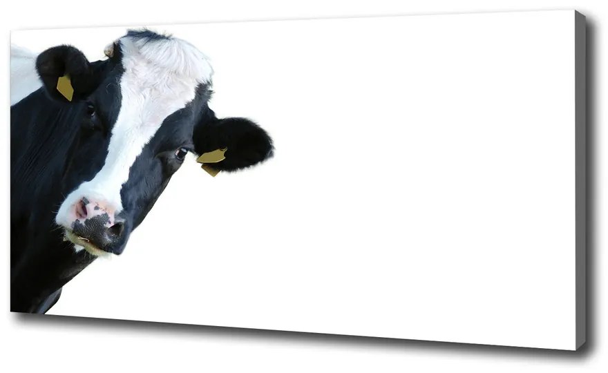 Wallmuralia Foto obraz na plátně Kráva 100x50 cm