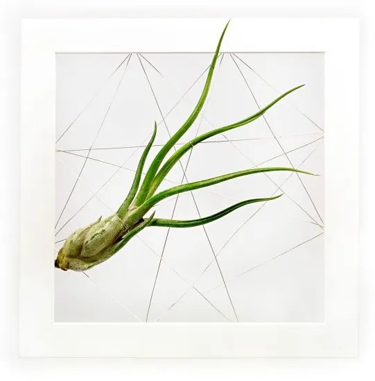 Gardners Obraz z živých rostlin Jogín 1 tillandsie, 22x22cm, bílá