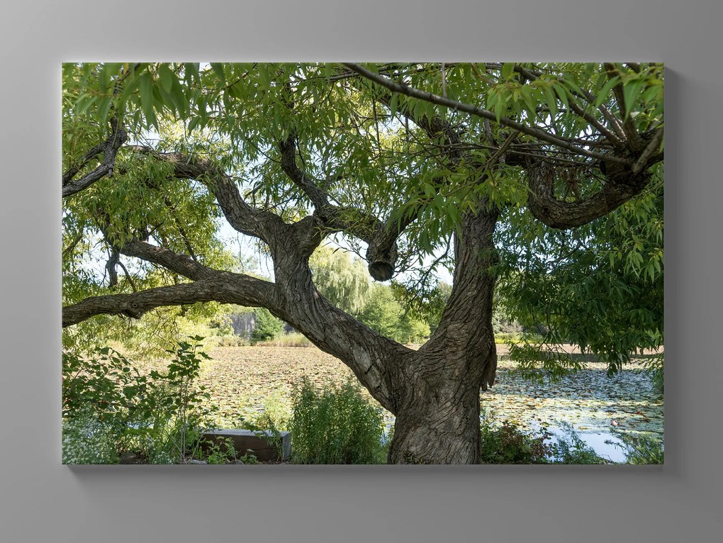 Liox Obraz větve stromu ve tvaru srdce Rozměr: 150 x 100 cm