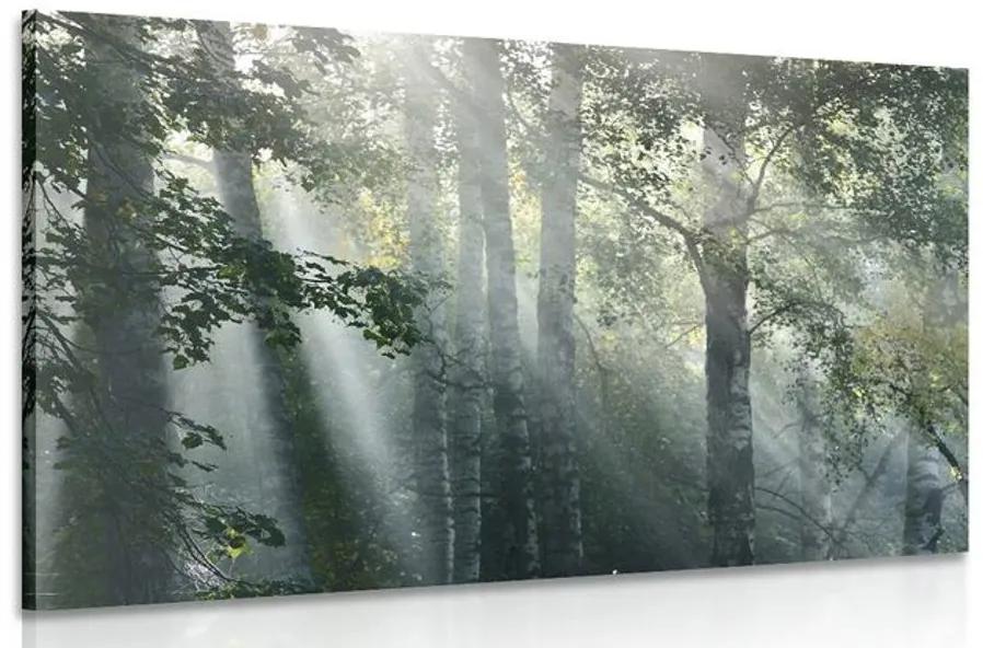Obraz slneční paprsky v mlhavém lese Varianta: 60x40
