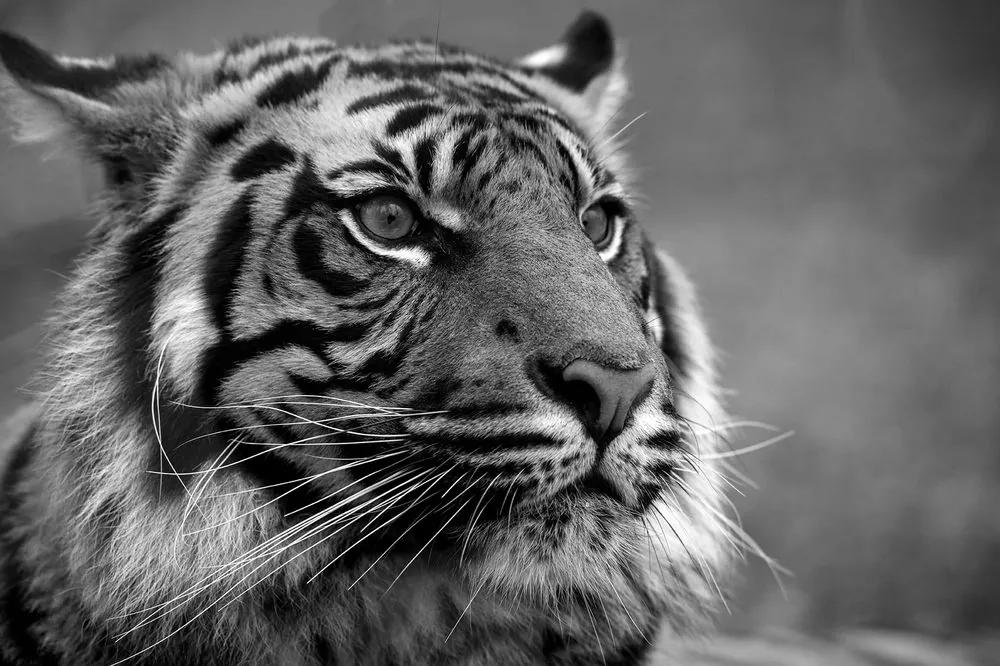 Samolepící fototapeta bengálský černobílý tygr - 300x200 cm