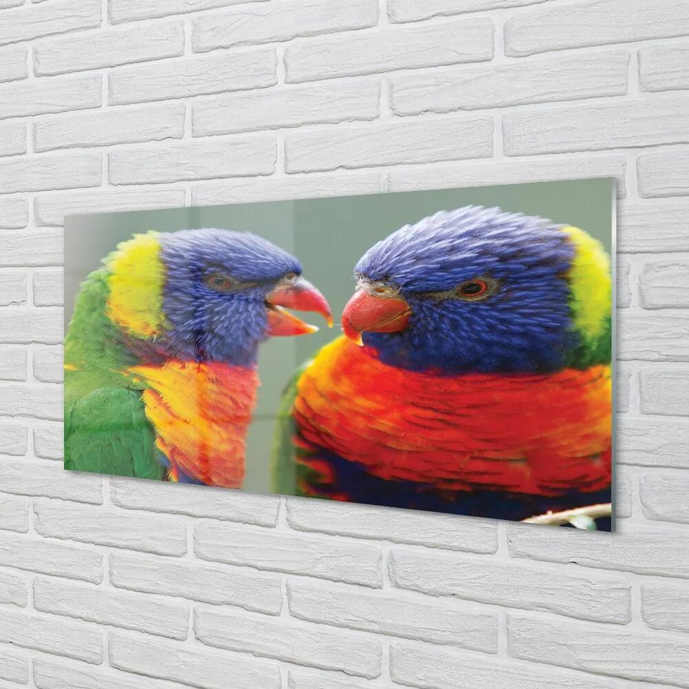 Obraz na skle barevný papoušek 140x70 cm