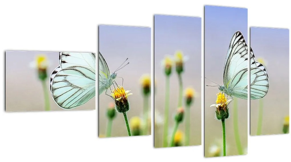 Obraz motýlů na květině (110x60 cm), 40 dalších rozměrů