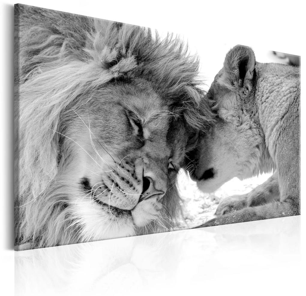 Obraz - Lion's Love 120x80