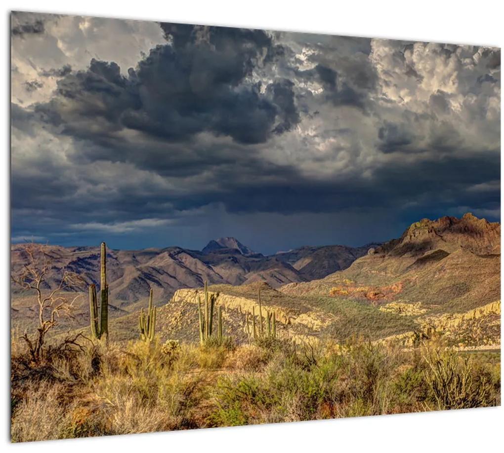 Obraz - kaktusy v přírodě (70x50 cm)