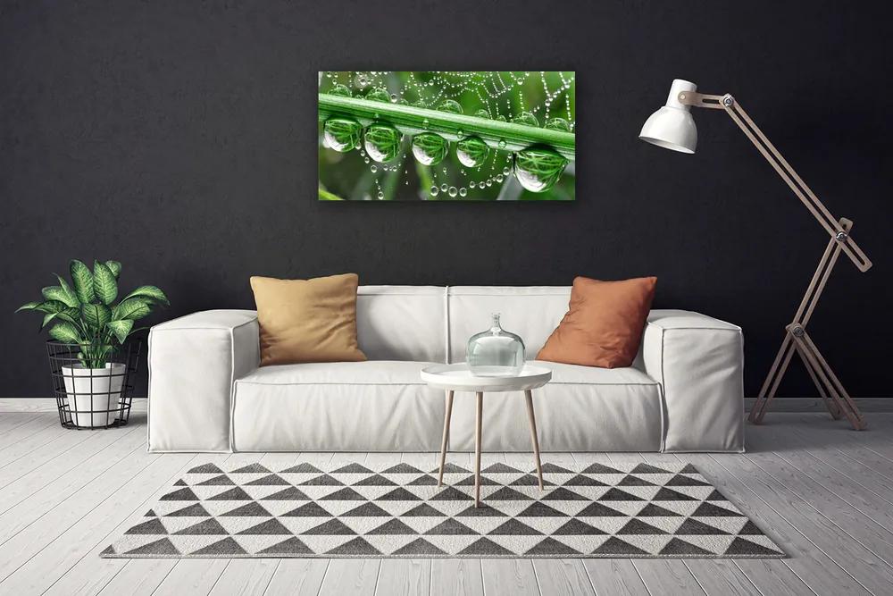 Obraz na plátně Pavučina Kapka Rostlina 120x60 cm