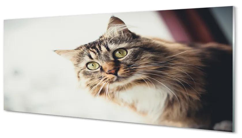 akrylový obraz Mainská mývalí kočka 120x60 cm