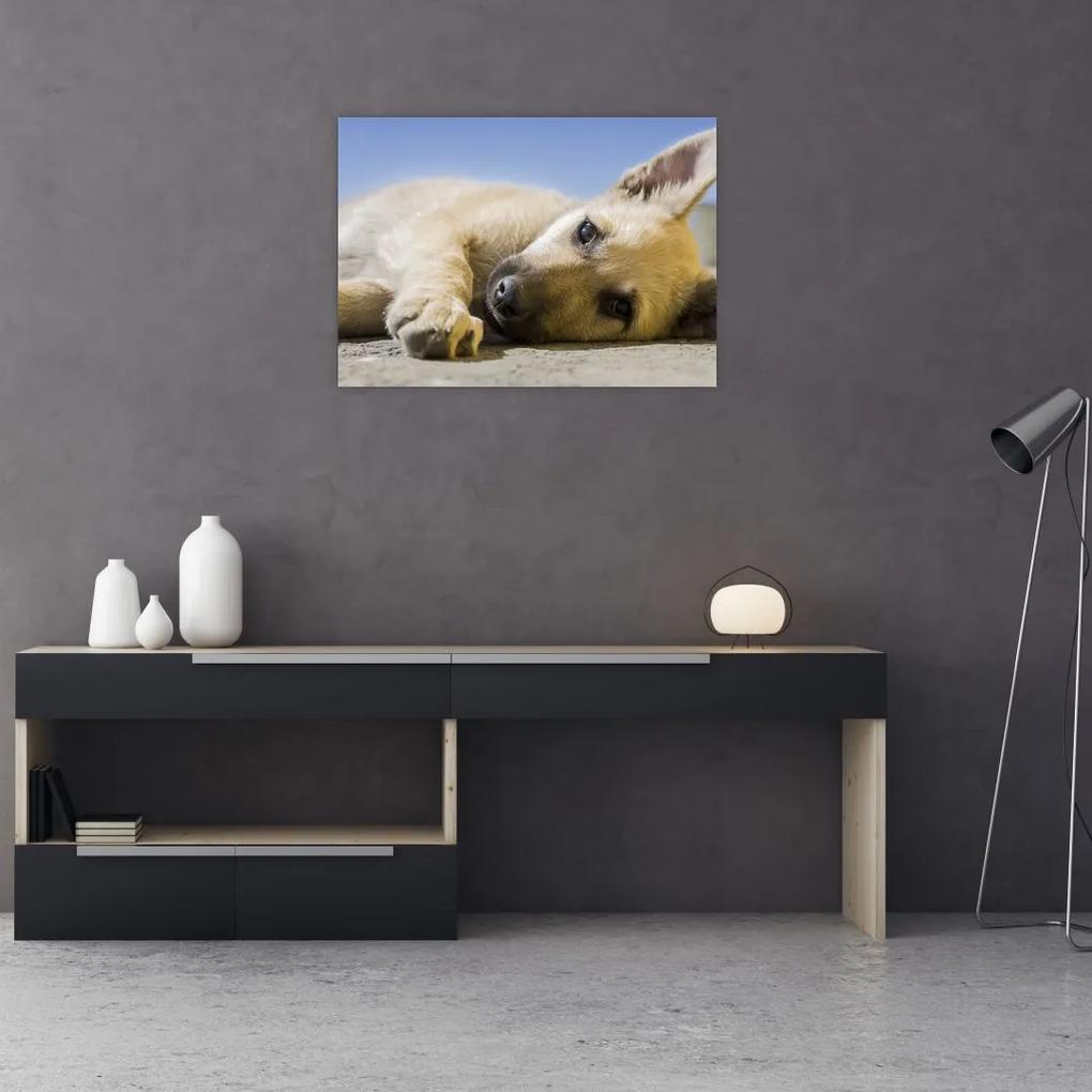 Skleněný obraz ležícího štěněte (70x50 cm)