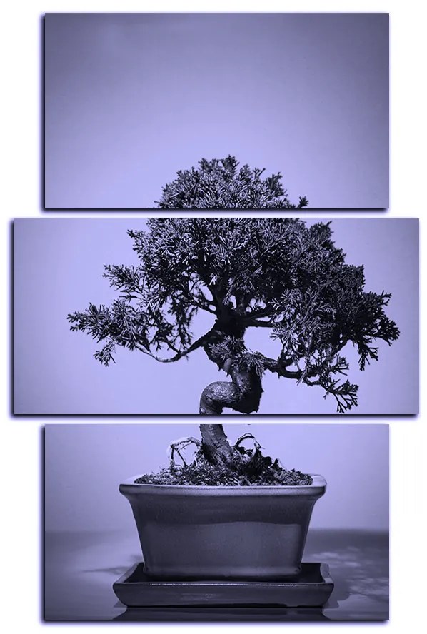 Obraz na plátně - Bonsai - obdélník 7244VC (105x70 cm)