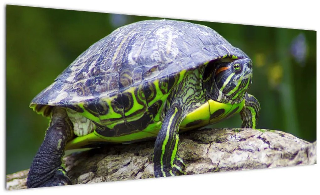 Suchozemská želva - obraz (100x40cm)
