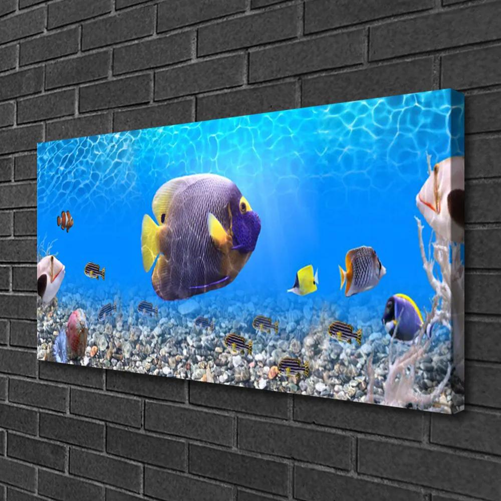 Obraz na plátně Ryba Příroda 140x70 cm