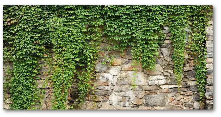 Wallmuralia Foto obraz akrylový Zelený břečťan 120x60 cm