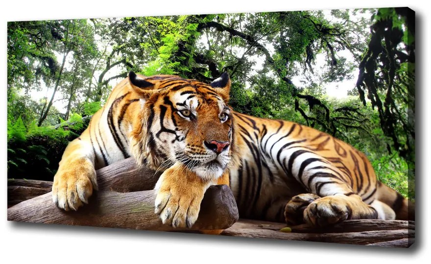 Wallmuralia Foto obraz na plátně do obýváku Tygr na skále 100x50