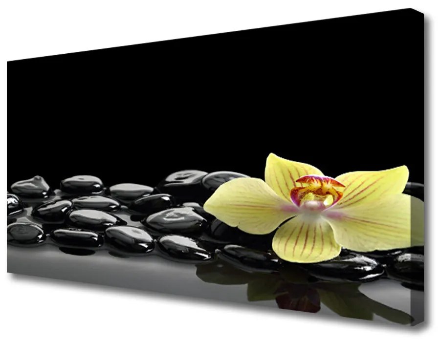 Obraz na plátně Květ Kameny Kuchyně 100x50 cm
