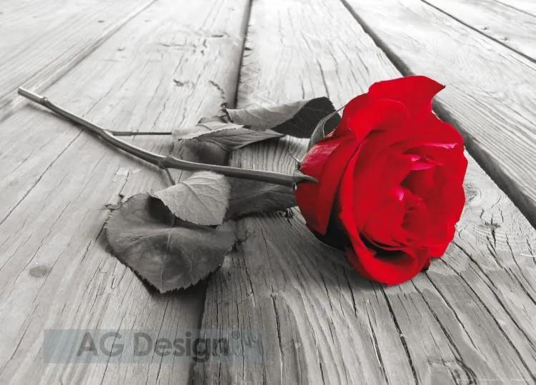 AG Design Jednodílná vliesová fototapeta Červená růže FTN m 2619, rozměr 155x110cm