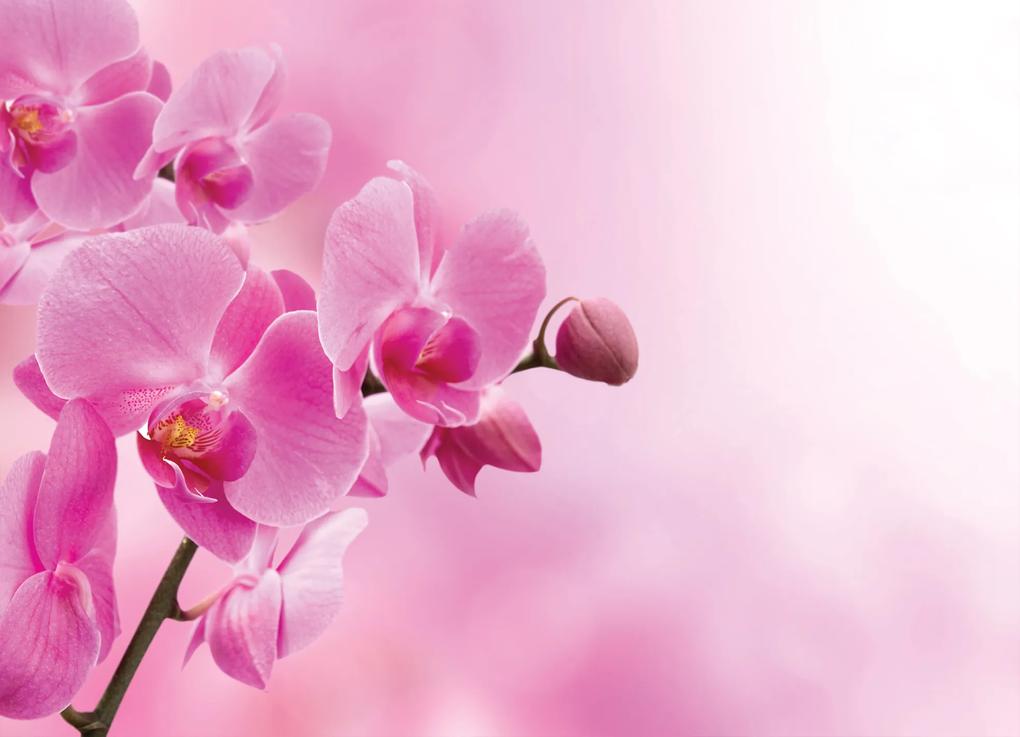 Malvis ® Tapeta Orchidej růžová Vel. (šířka x výška): 288 x 200 cm