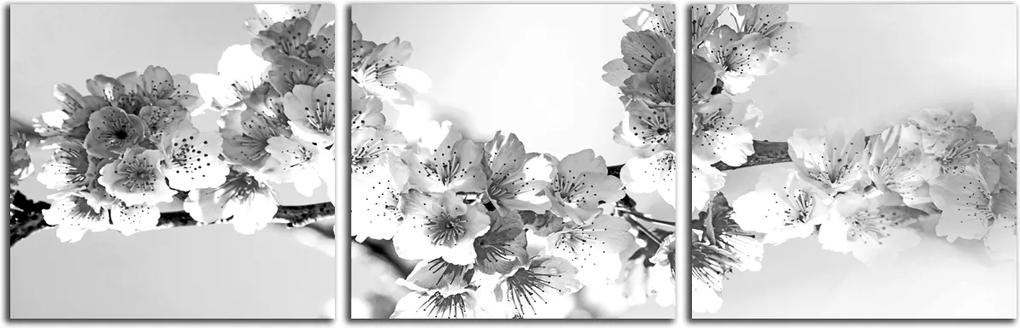 Obraz Černobílé květy , vícedílný