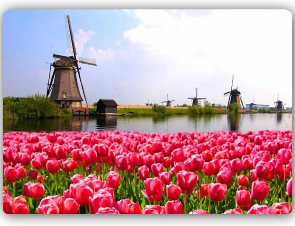 CARO Kovový obraz - Windmills And Tulips 40x30 cm