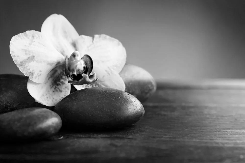 Tapeta orchidej a kameny černobílá - 375x250 cm