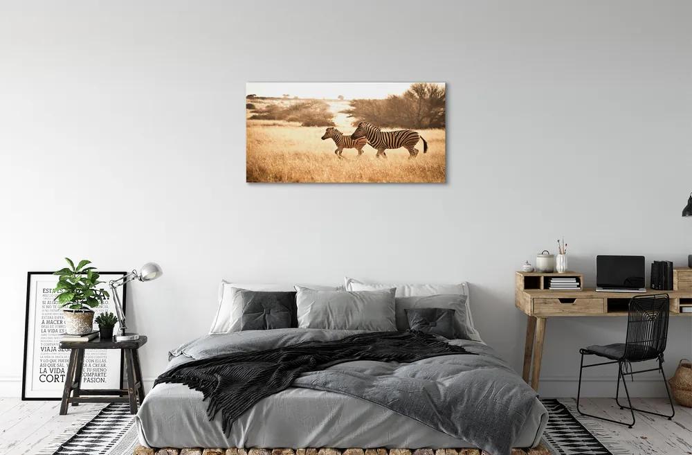 Obrazy na plátně Zebra pole sunset 140x70 cm