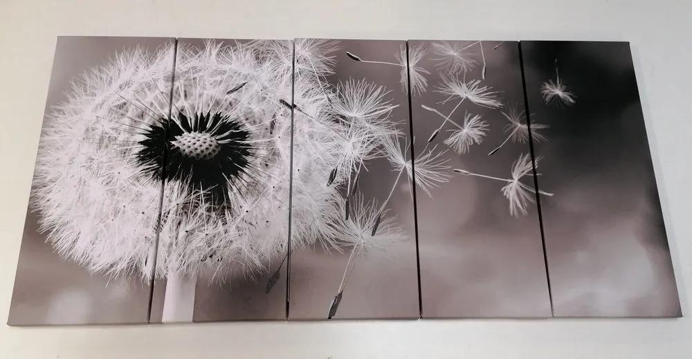 5-dílný obraz kouzelná pampeliška v černobílém provedení - 200x100 cm
