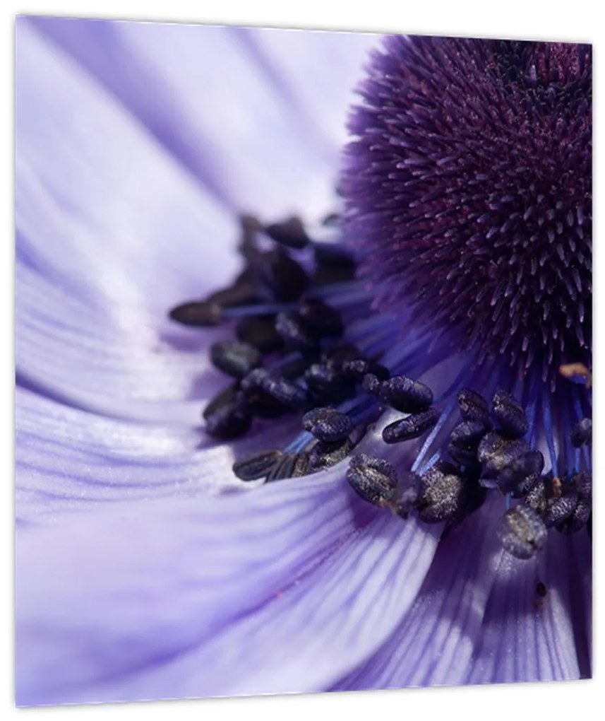 Obraz - Fialový květ (30x30 cm)
