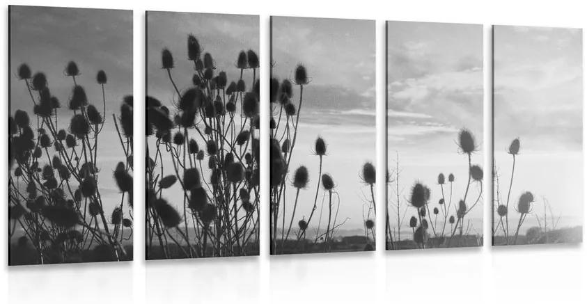 5-dílný obraz stébla trávy na poli v černobílém provedení - 200x100 cm