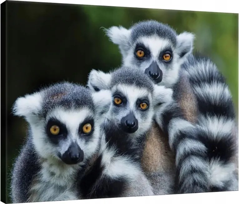 Obraz 80x60 Lemur Kočičí lemury zvířata Madagaskar portrét příroda dekorace