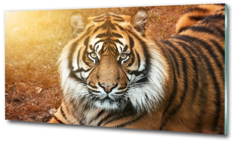 Wallmuralia Moderní skleněný obraz z fotografie Bengálský tygr 100x50