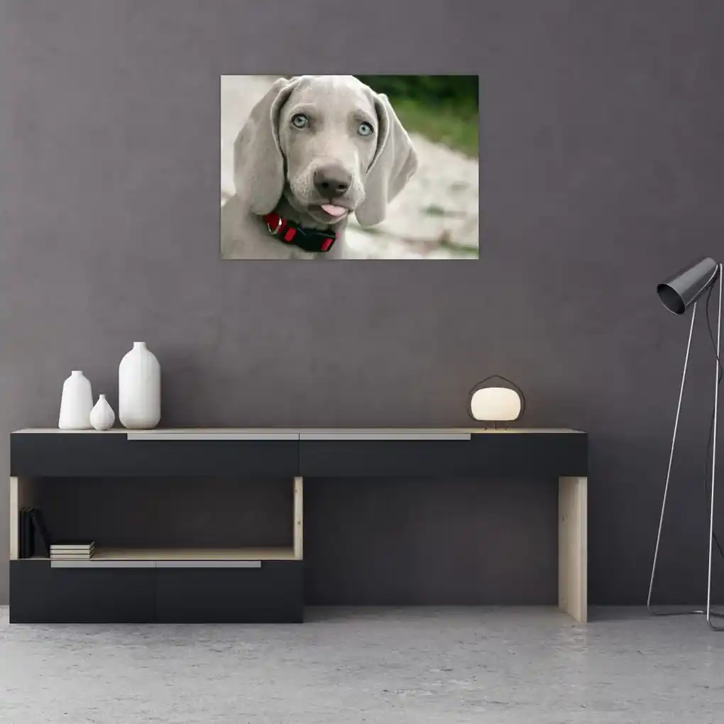 Obraz - štěně výmarský ohař (70x50 cm), 40 dalších rozměrů | Biano