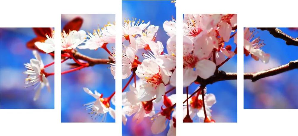 5-dílný obraz třešňový květ