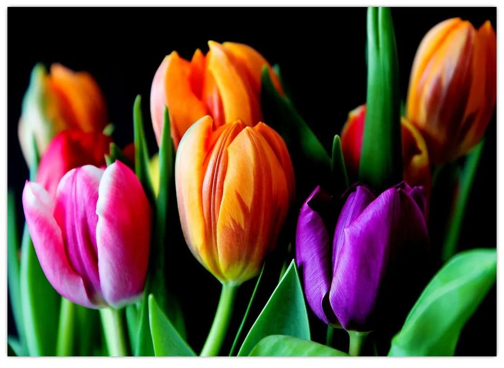 Skleněný obraz tulipánů na černém pozadí (70x50 cm)