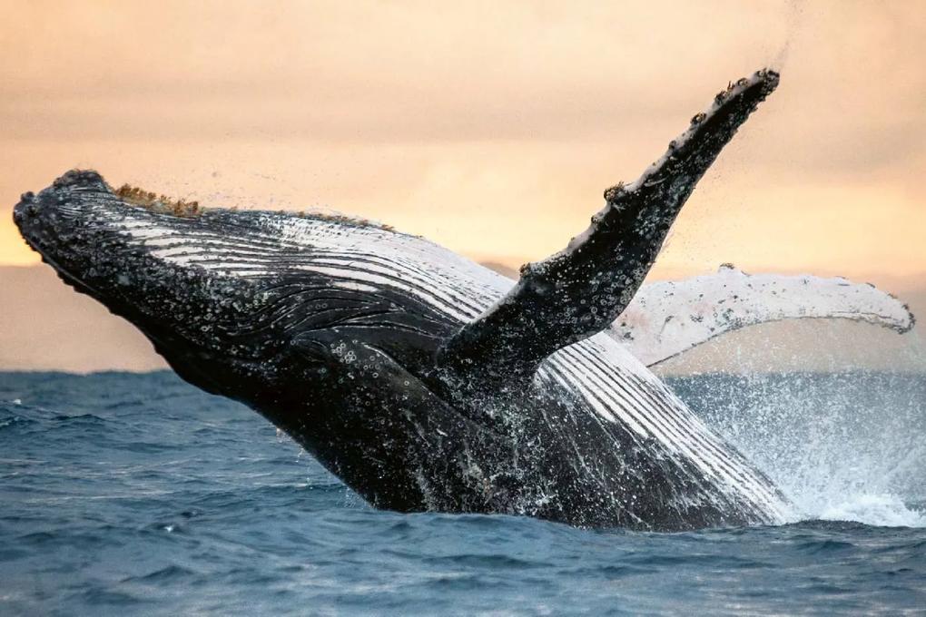 DIMEX | Samolepicí vliesová fototapeta na zeď Skákání velryby MA-5-0508 | 375 x 250 cm | modrá, béžová, šedá