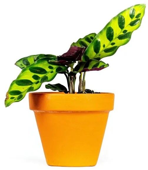 Calathea Lancifolia (Insignis), průměr 7 cm