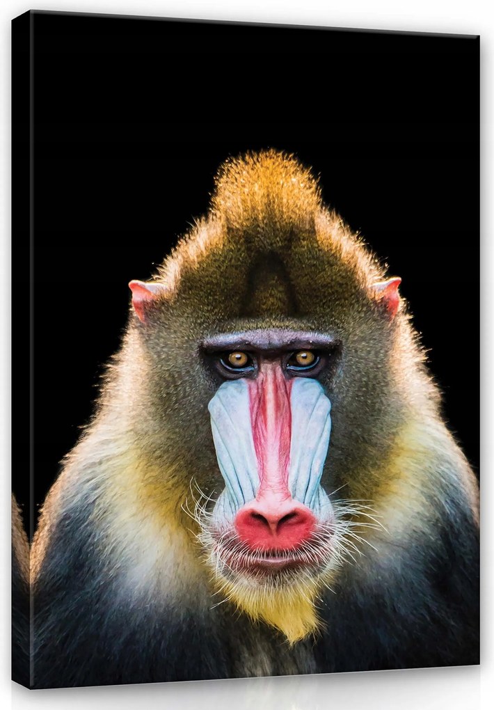 Obraz 75x100 Mandryl opice primát divoká příroda portrét zvířete